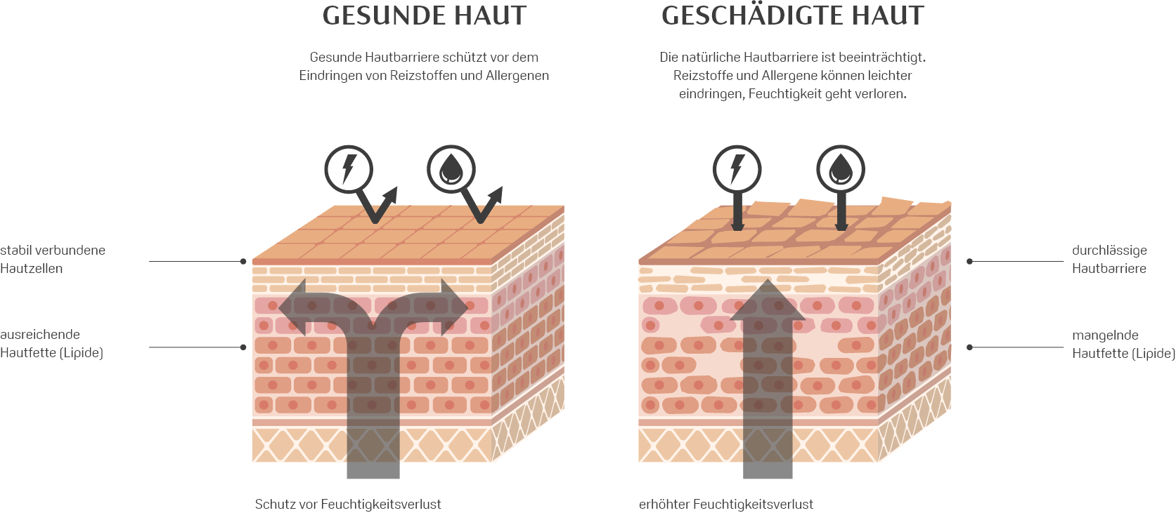 Normale oder trockene Haut